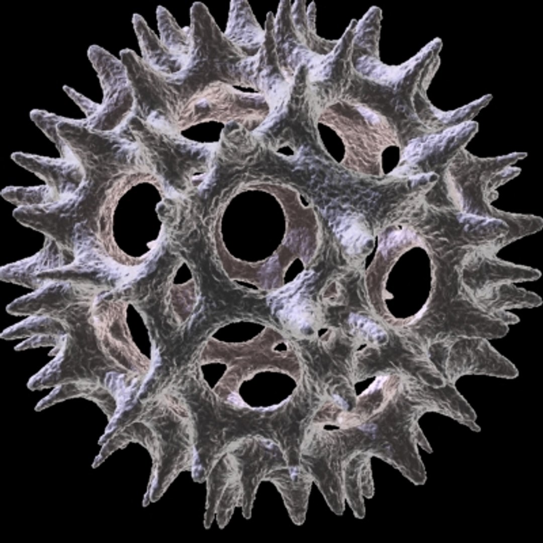 Maya Radiolarians Science