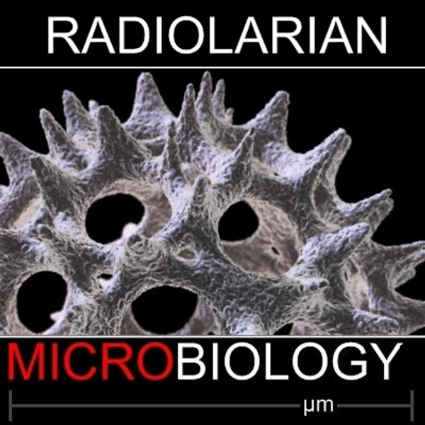 radiolarians 2 3d model