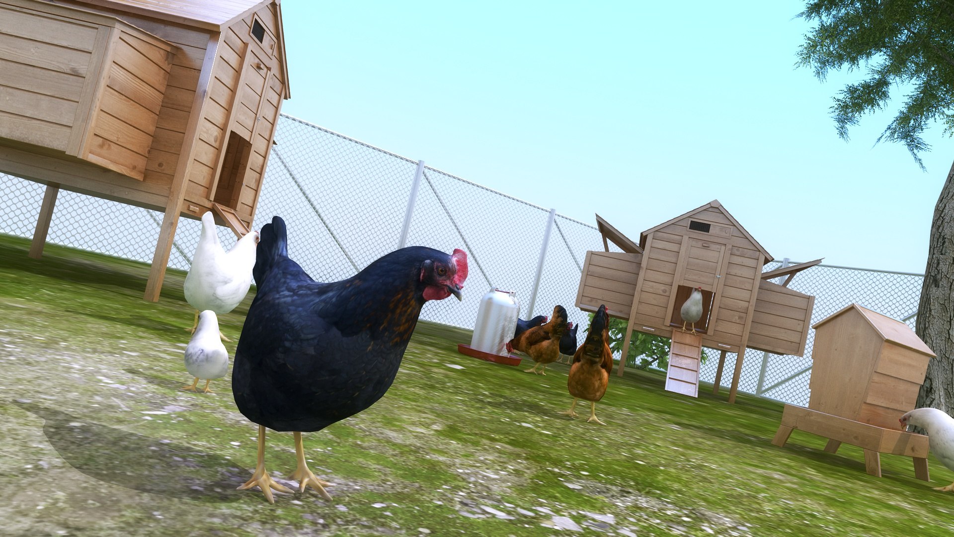 3D Model Chicken Small Farm - TurboSquid 1660117