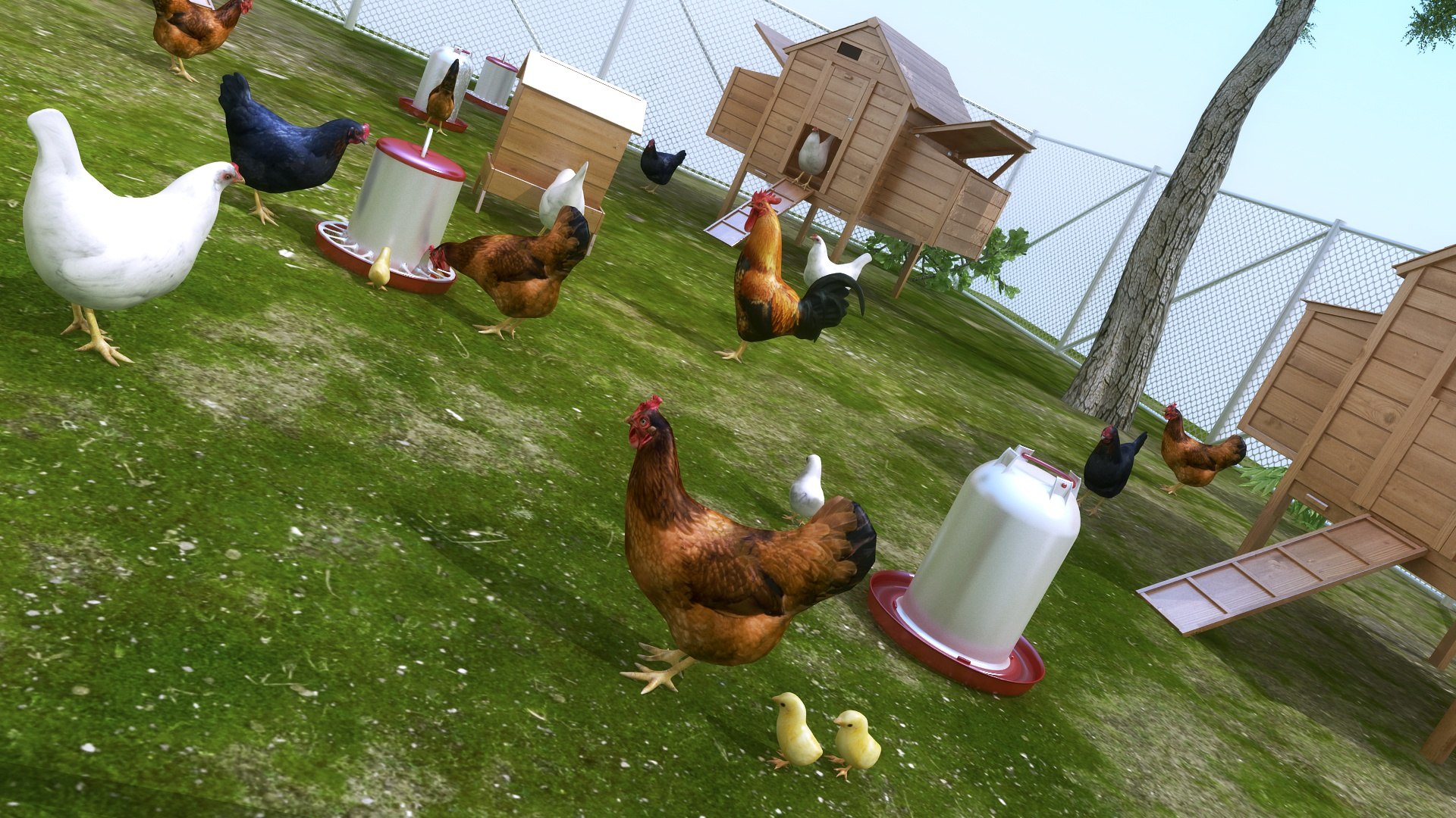 3D Model Chicken Small Farm - TurboSquid 1660117