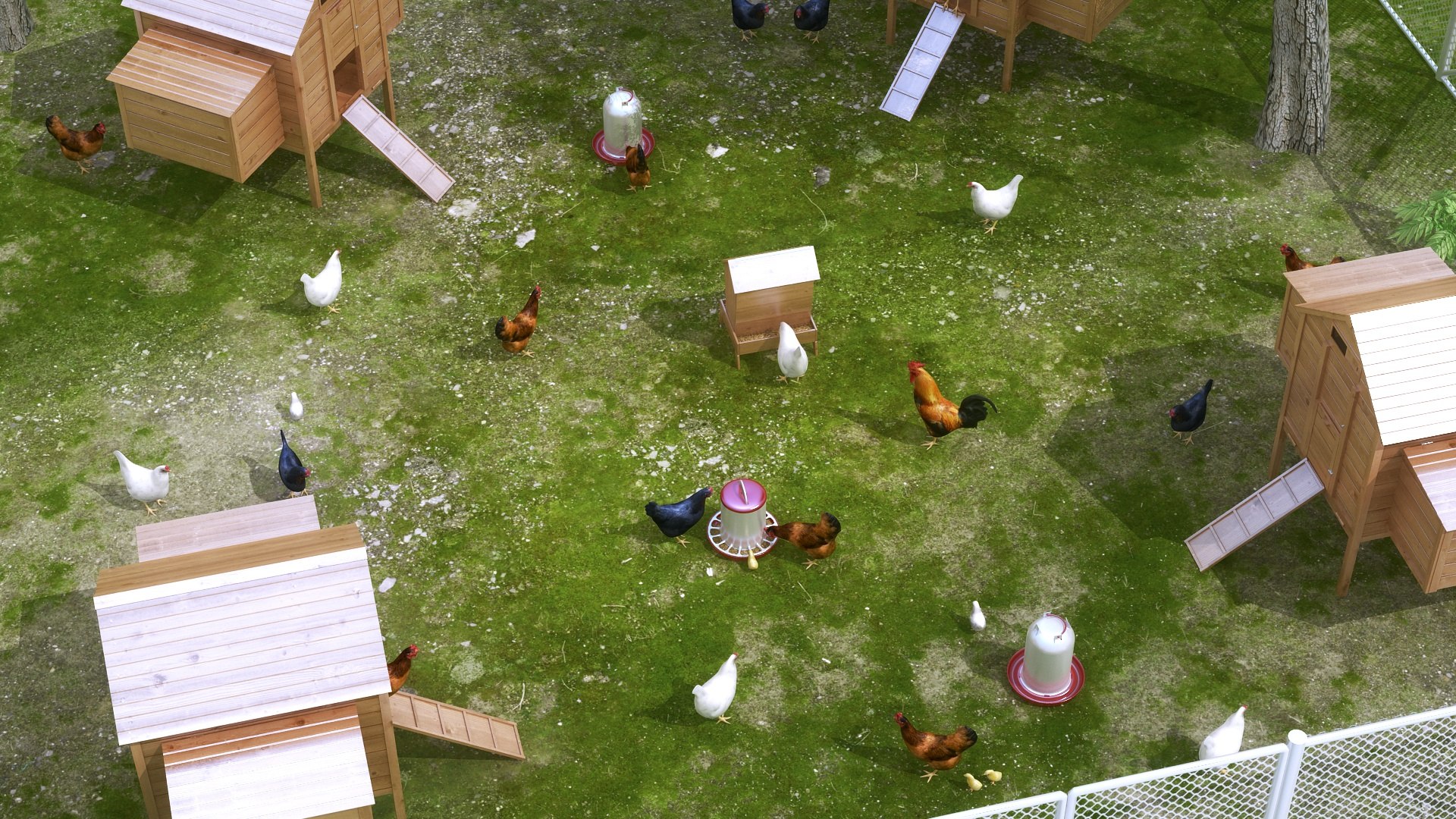 3D Model Chicken Small Farm - TurboSquid 1660117