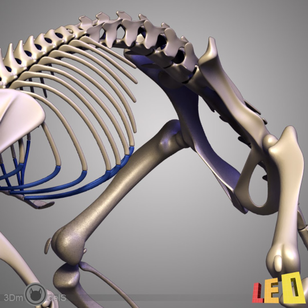 3d Rat Skeleton Separated Bones Model
