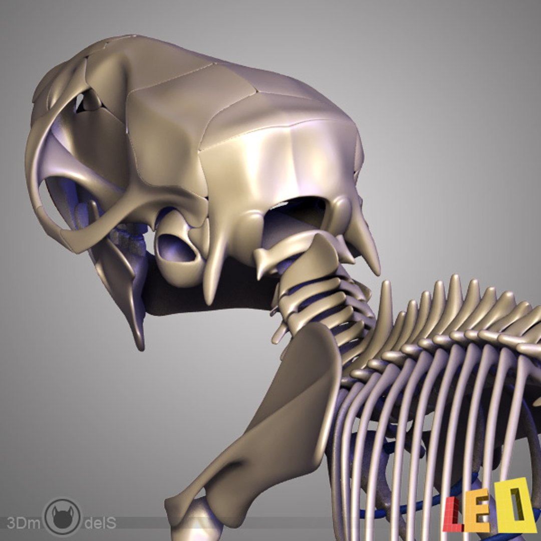 3d Rat Skeleton Separated Bones Model