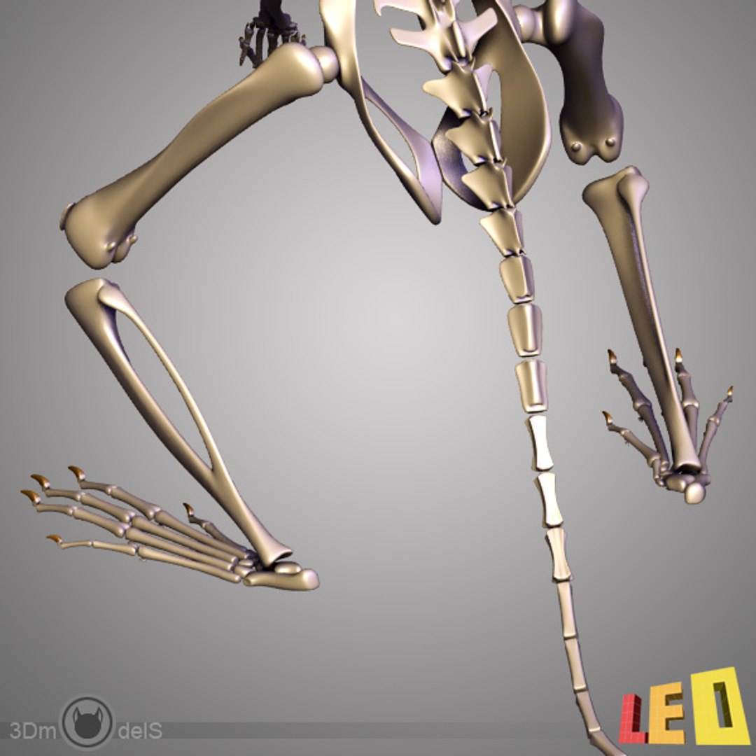 3d Rat Skeleton Separated Bones Model