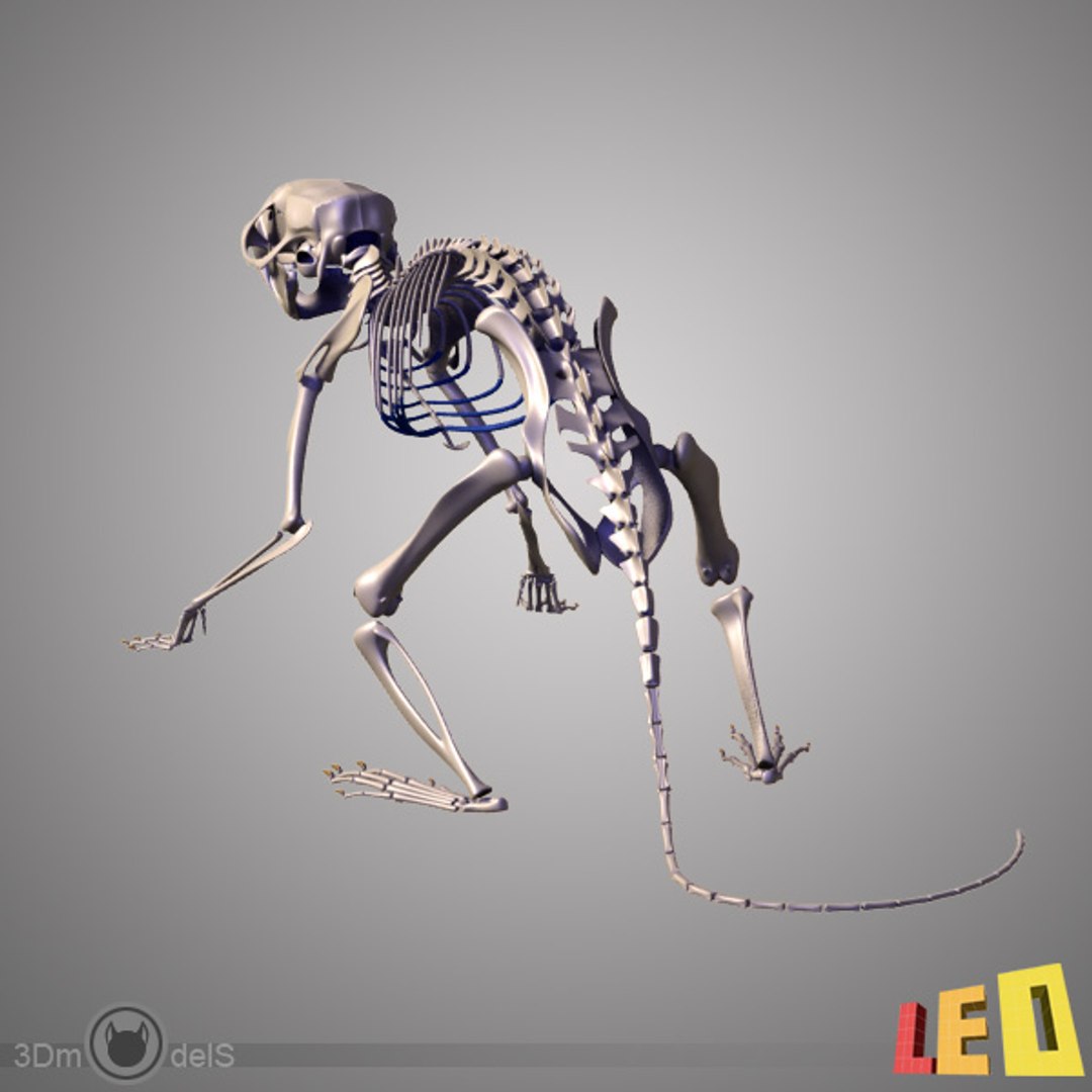 3d Rat Skeleton Separated Bones Model