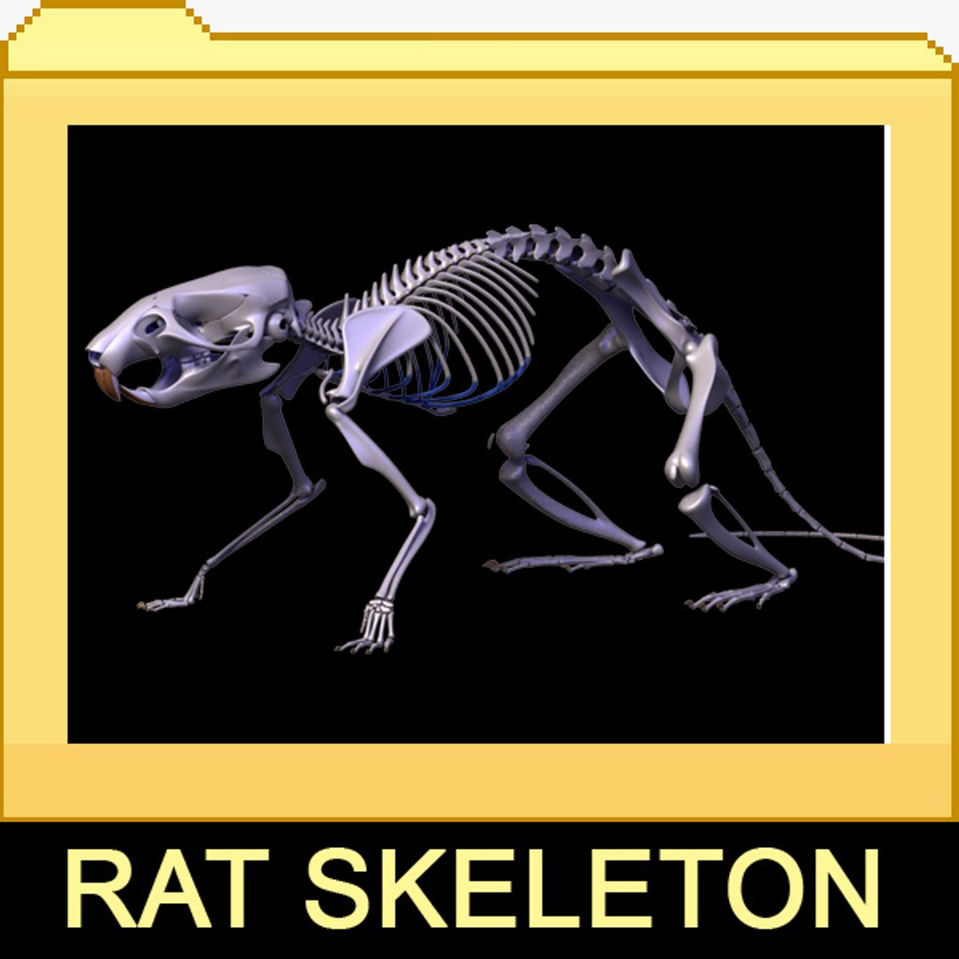 3d rat skeleton separated bones model