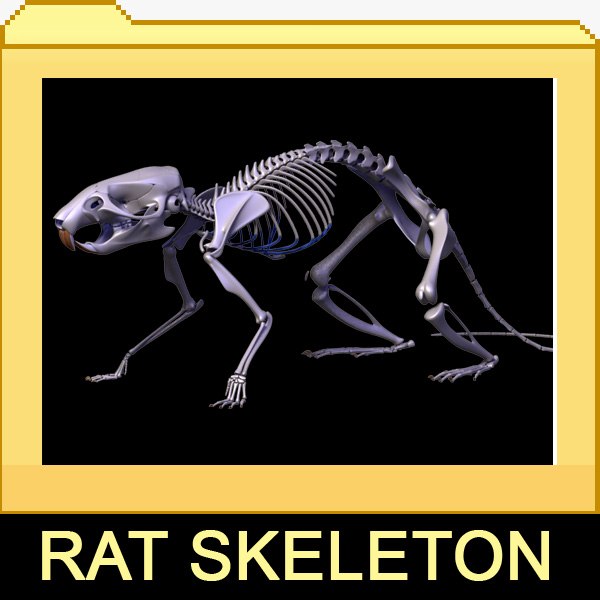 rat skull separated bones anatomy 3d max