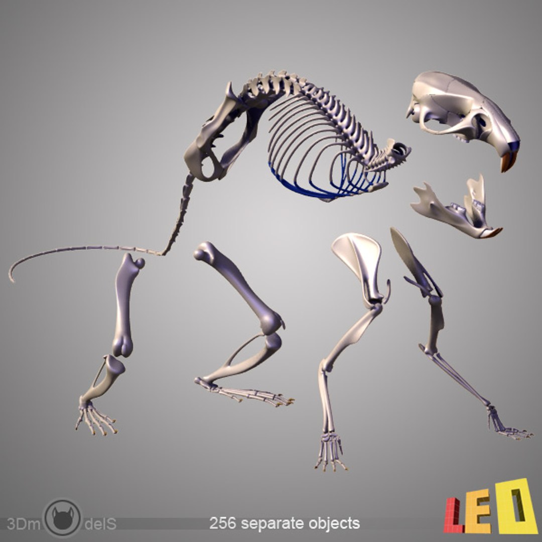 3d Rat Skeleton Separated Bones Model