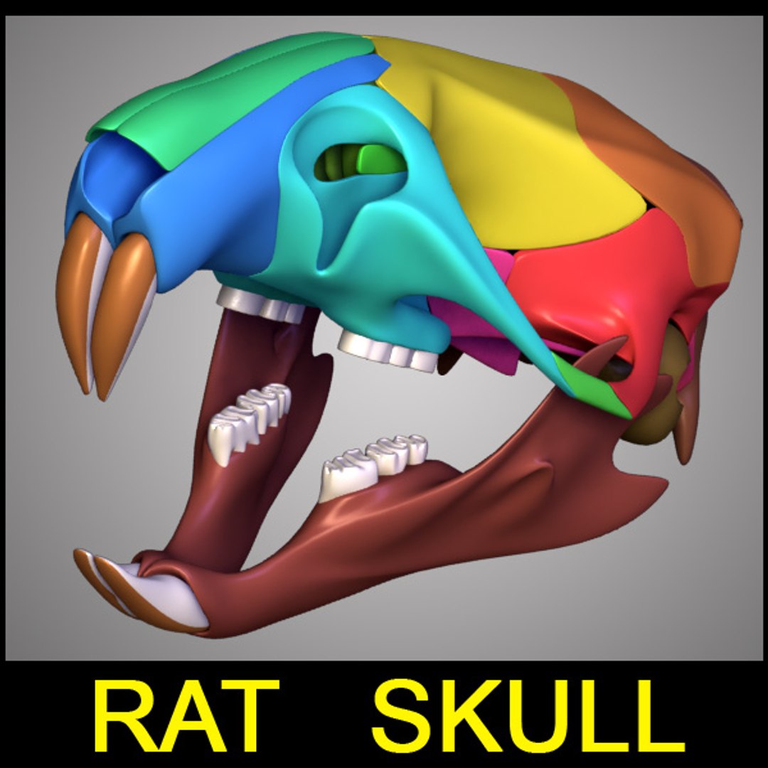 3d Rat Skeleton Separated Bones Model