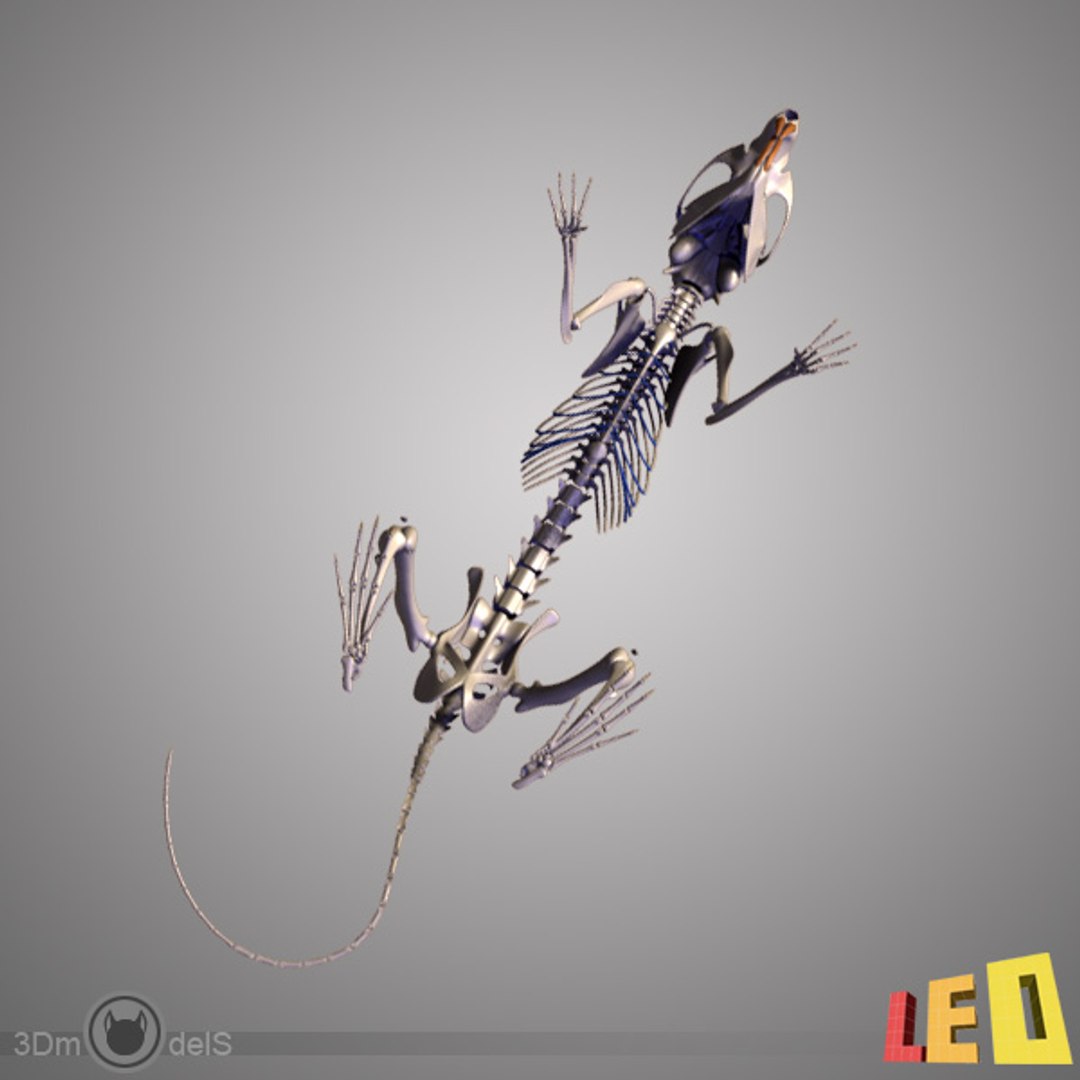 3d Rat Skeleton Separated Bones Model
