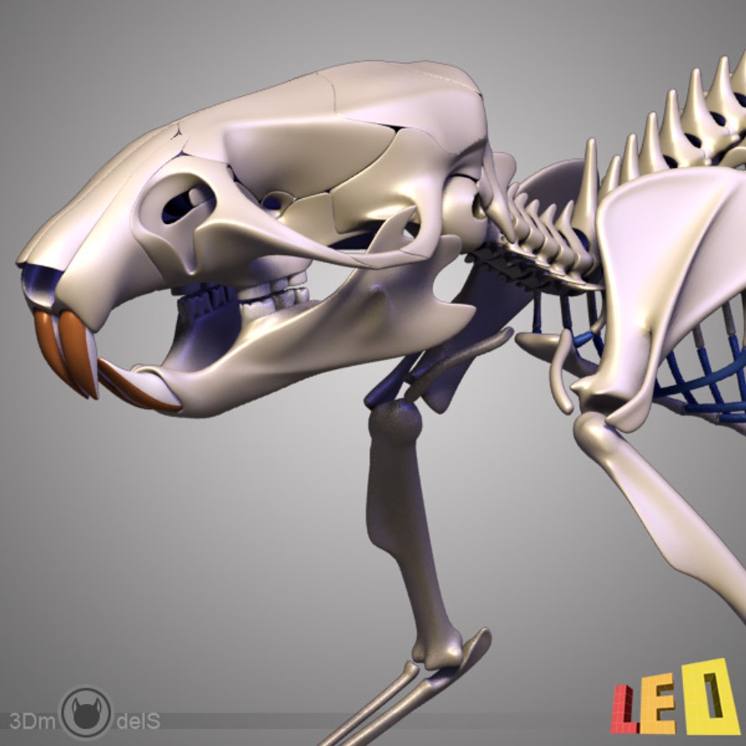 3d rat skeleton separated bones model