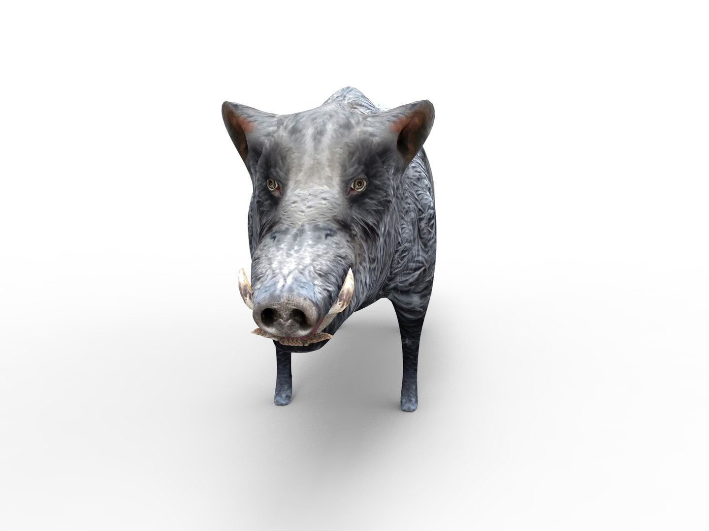 3D Wild Boar Rigged - TurboSquid 1242262