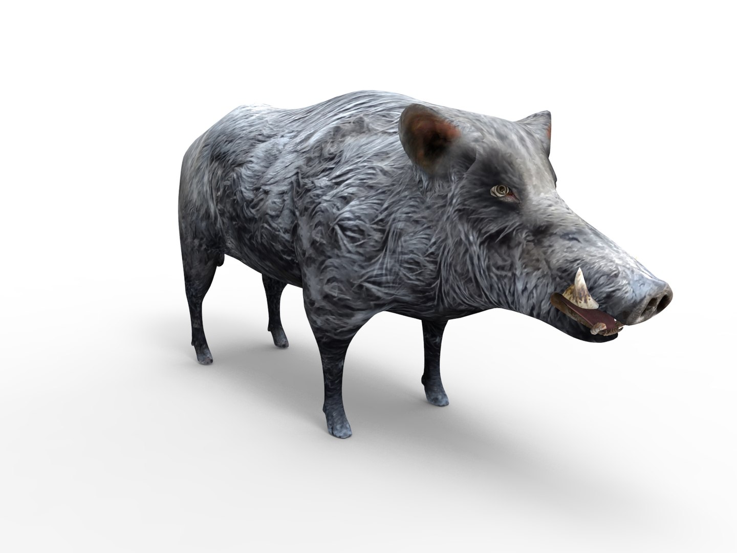 3D Wild Boar Rigged - TurboSquid 1242262