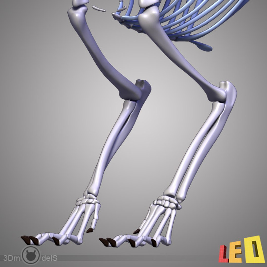 rabbit skeleton bones 3ds
