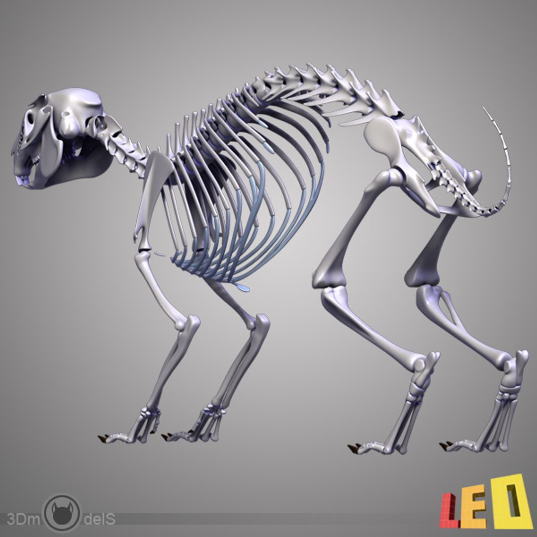 rabbit skeleton bones 3ds