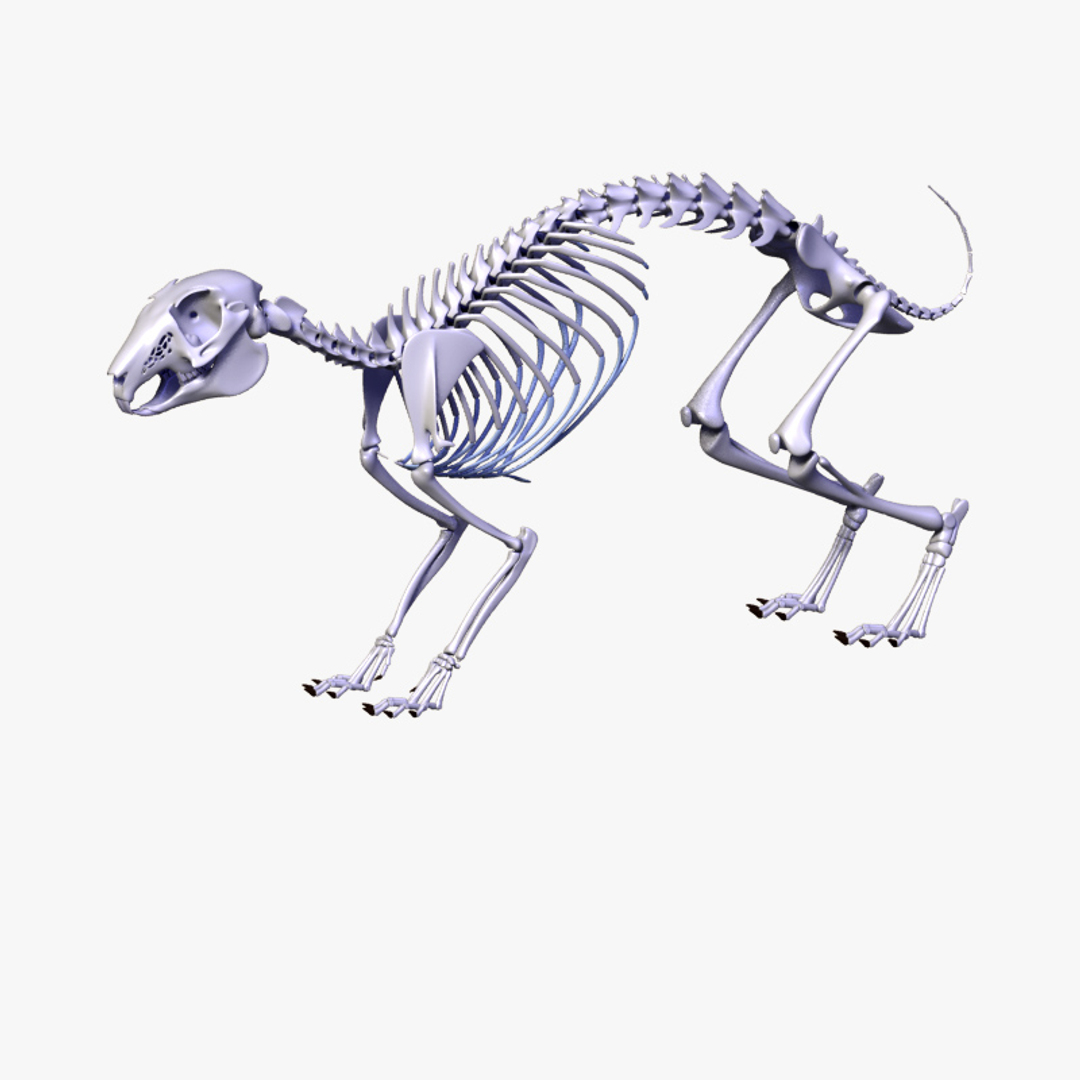 rabbit skeleton bones 3ds
