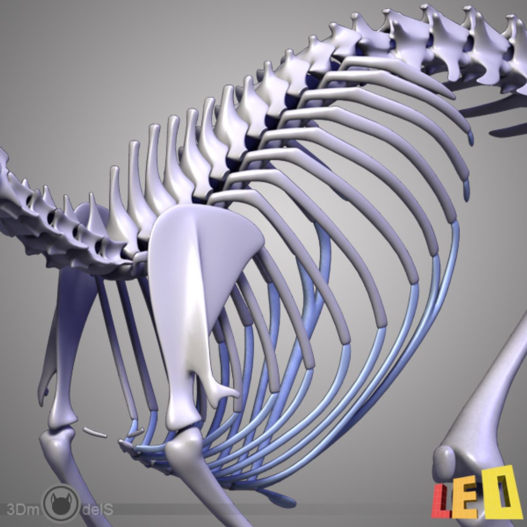 rabbit skeleton bones 3ds
