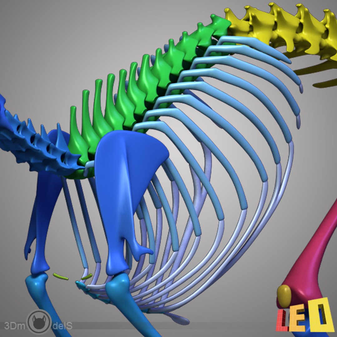 rabbit skeleton bones 3ds