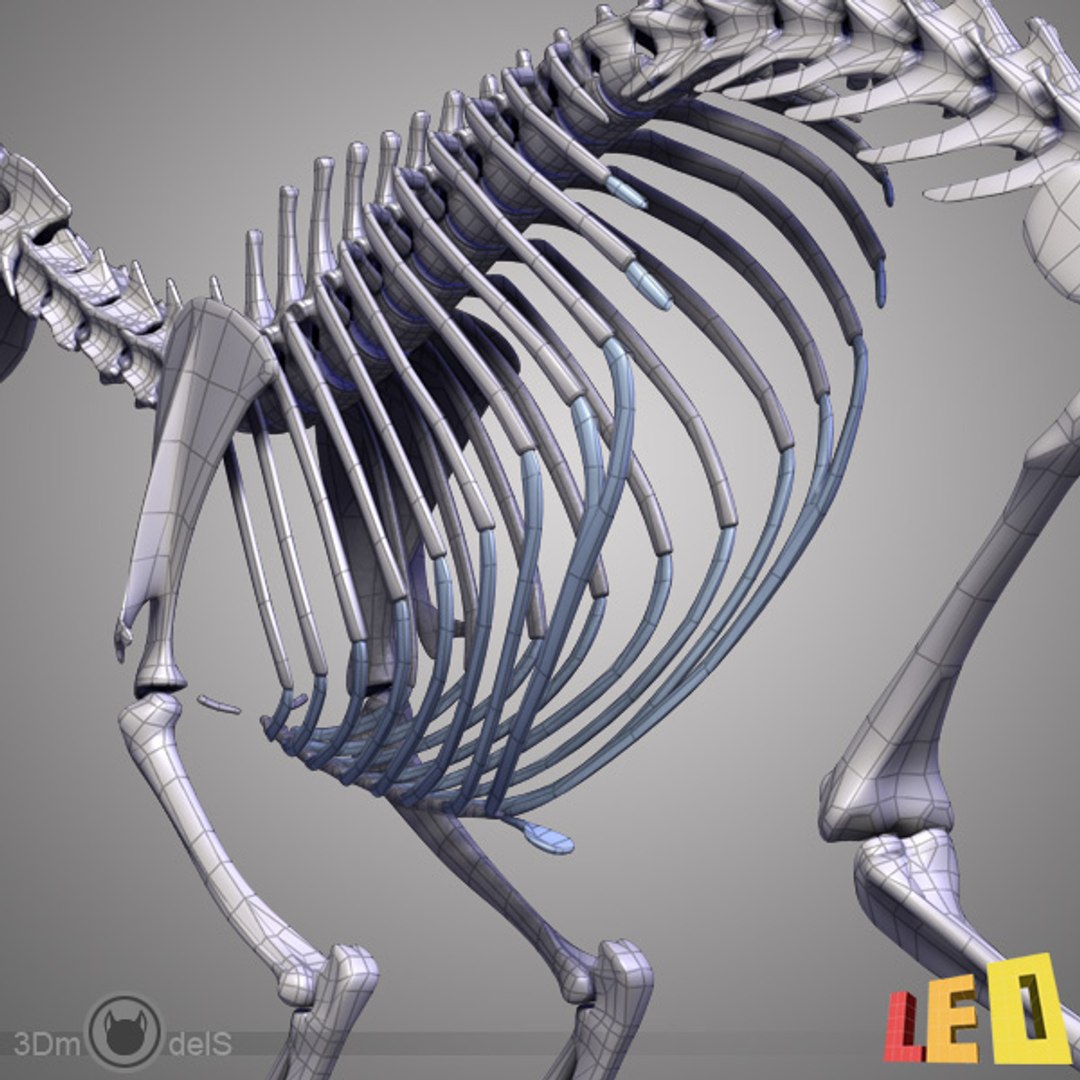 rabbit skeleton bones 3ds