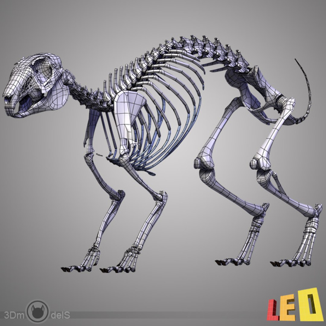 rabbit skeleton bones 3ds