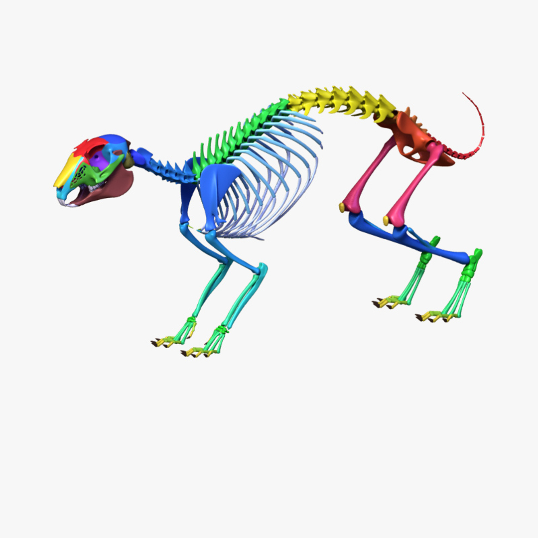 rabbit skeleton bones 3ds