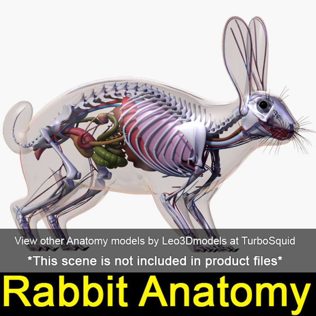 rabbit skeleton bones 3ds