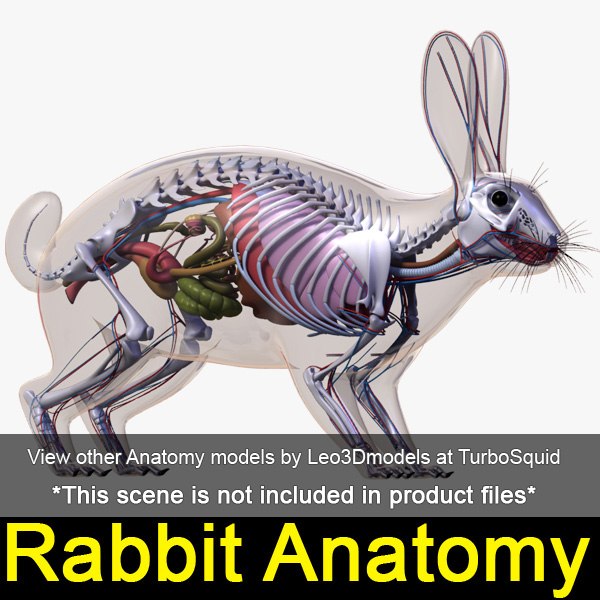 rabbit skeleton bones 3ds