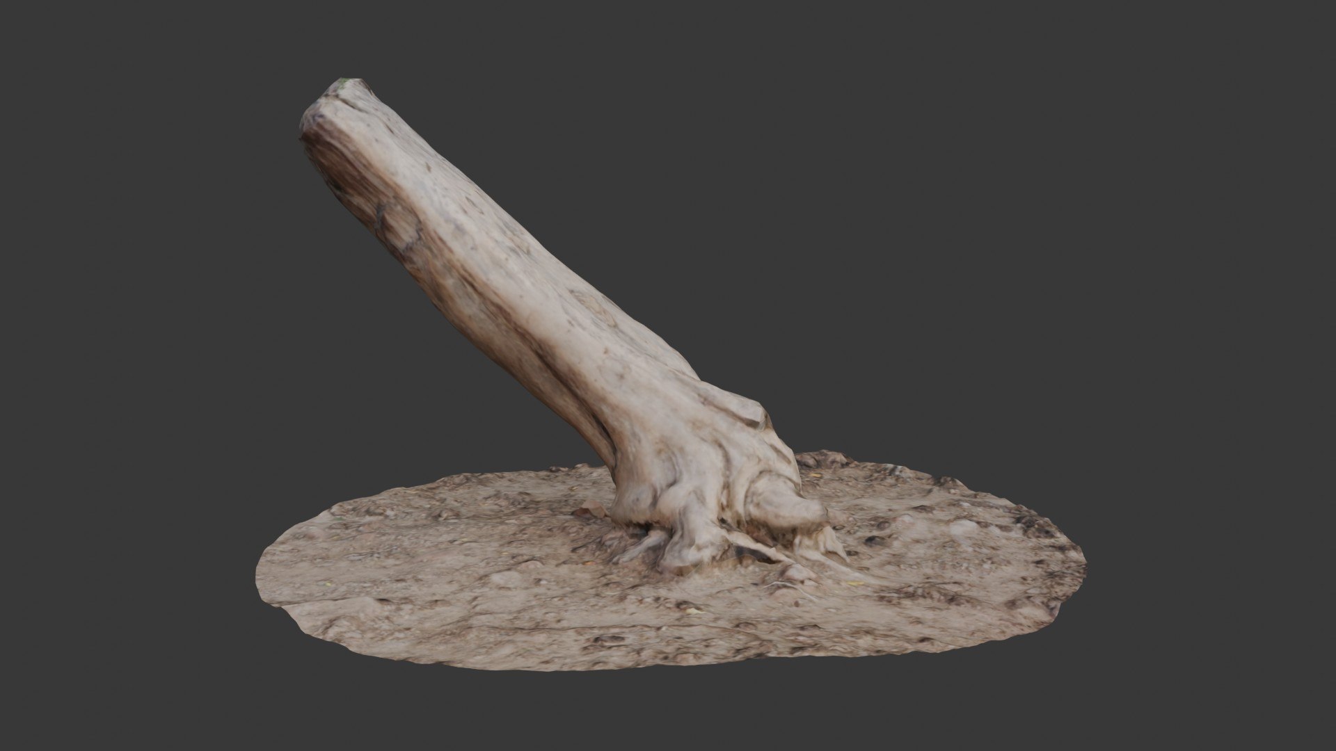 Leaning Tree Trunk Scan 3D Model - TurboSquid 2393376