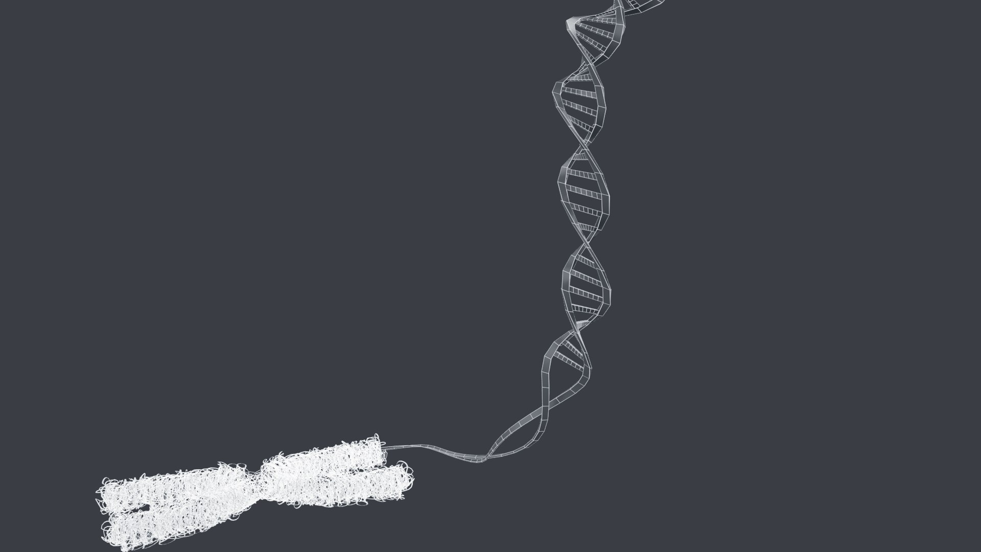 Chromosome Chromatin With DNA Helix 3D - TurboSquid 2261556
