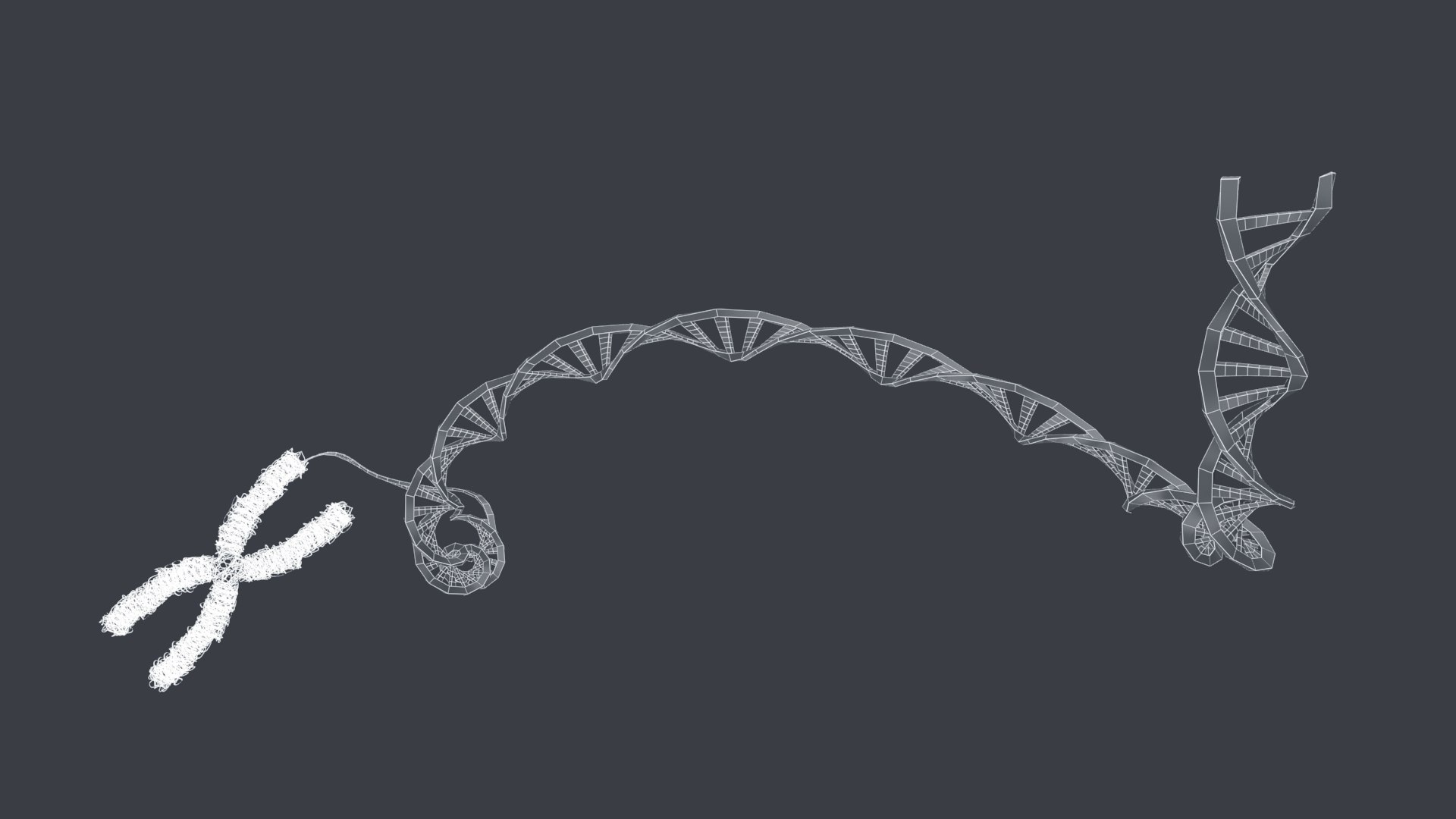 Chromosome Chromatin With DNA Helix 3D - TurboSquid 2261556