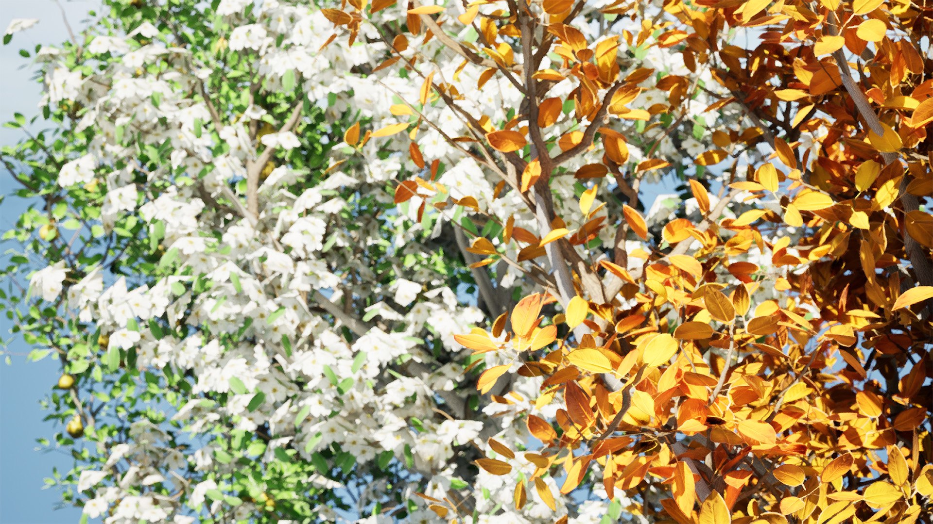 High-Detail Pear Tree Model 3D Model - TurboSquid 2336363