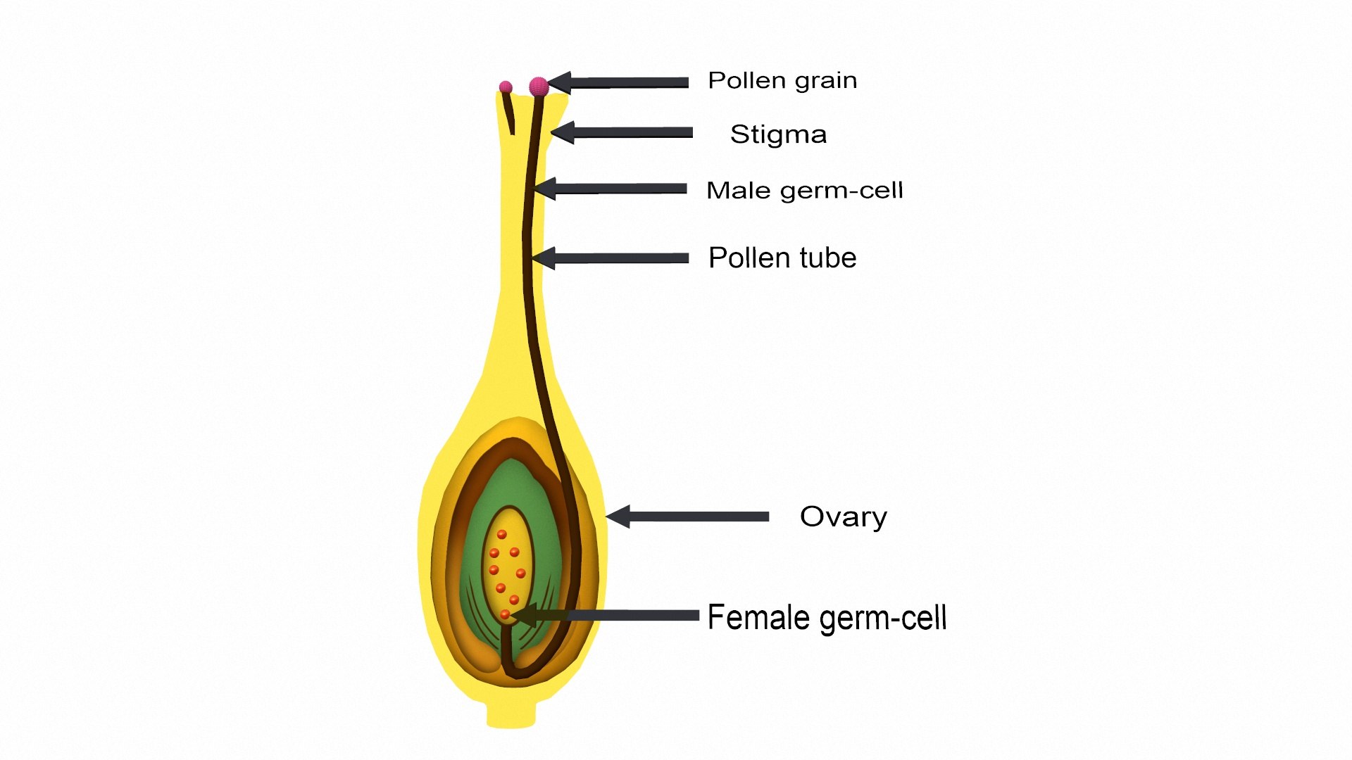 Female Germ Cell 3D Model - TurboSquid 2355202