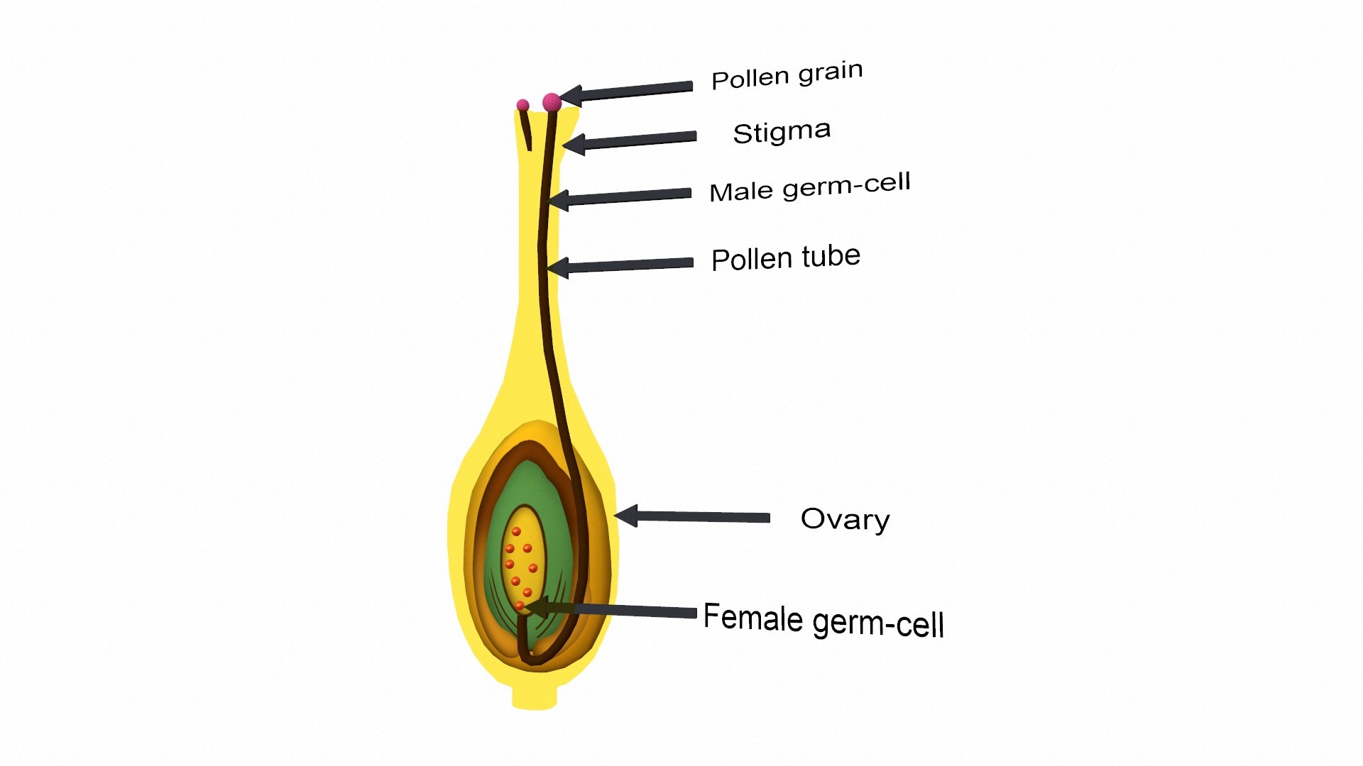 Female Germ Cell 3D Model - TurboSquid 2355202