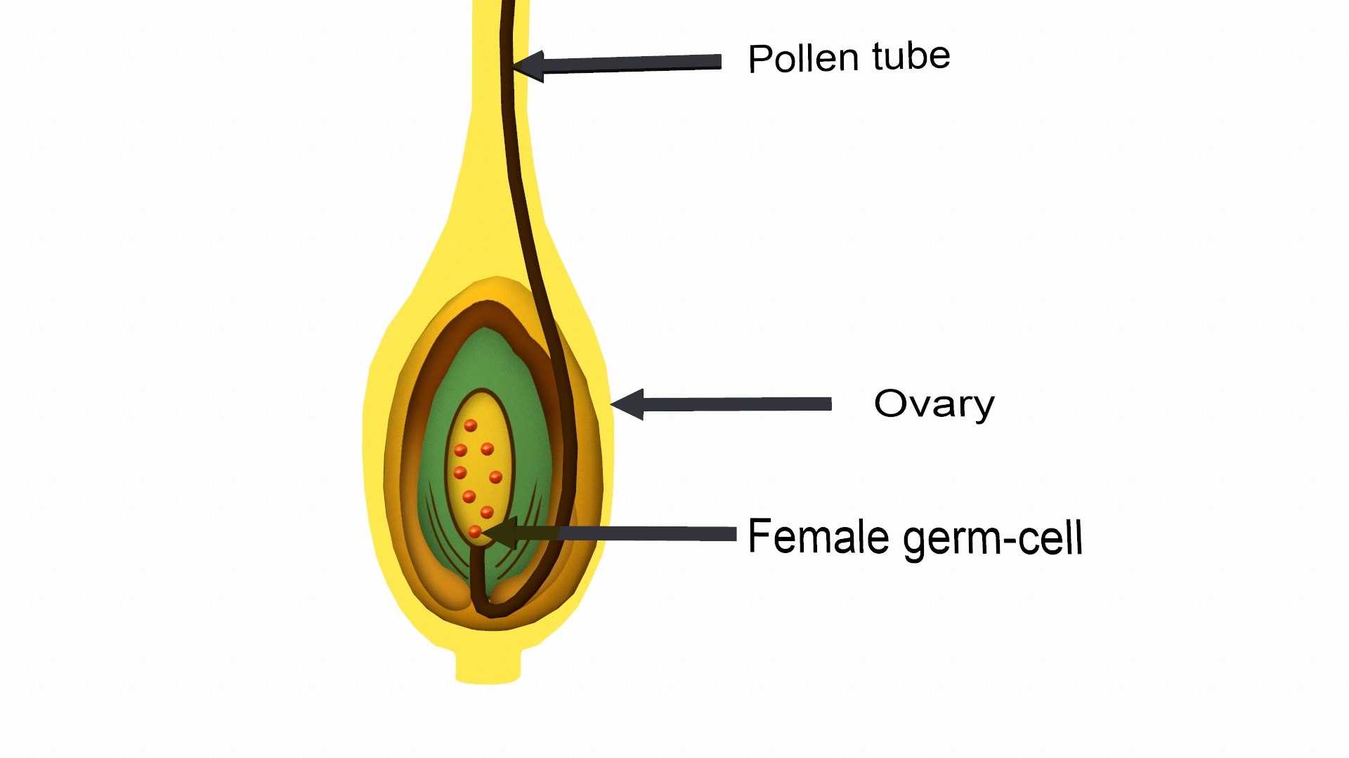 Female Germ Cell 3D Model - TurboSquid 2355202