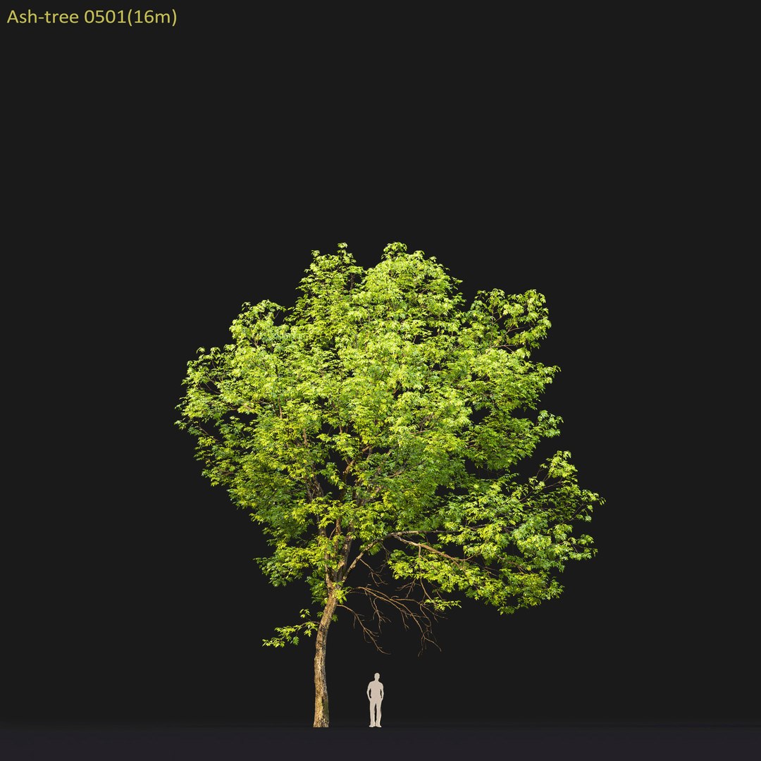 Trees Park 1 Ash-tree 3D Model - TurboSquid 1570977