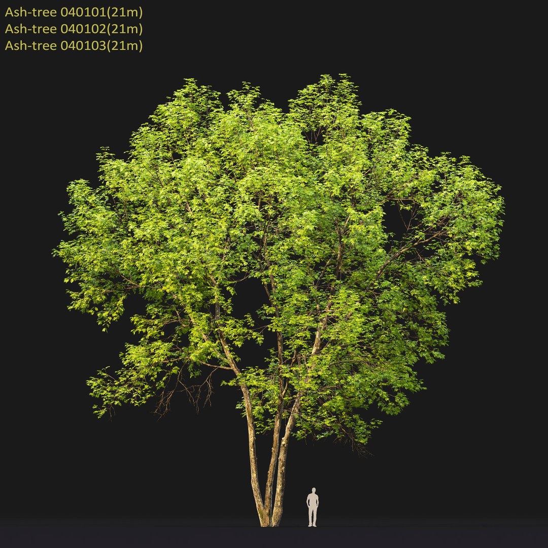 Trees Park 1 Ash-tree 3D Model - TurboSquid 1570977