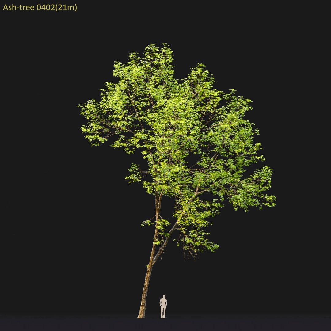 Trees Park 1 Ash-tree 3D Model - TurboSquid 1570977