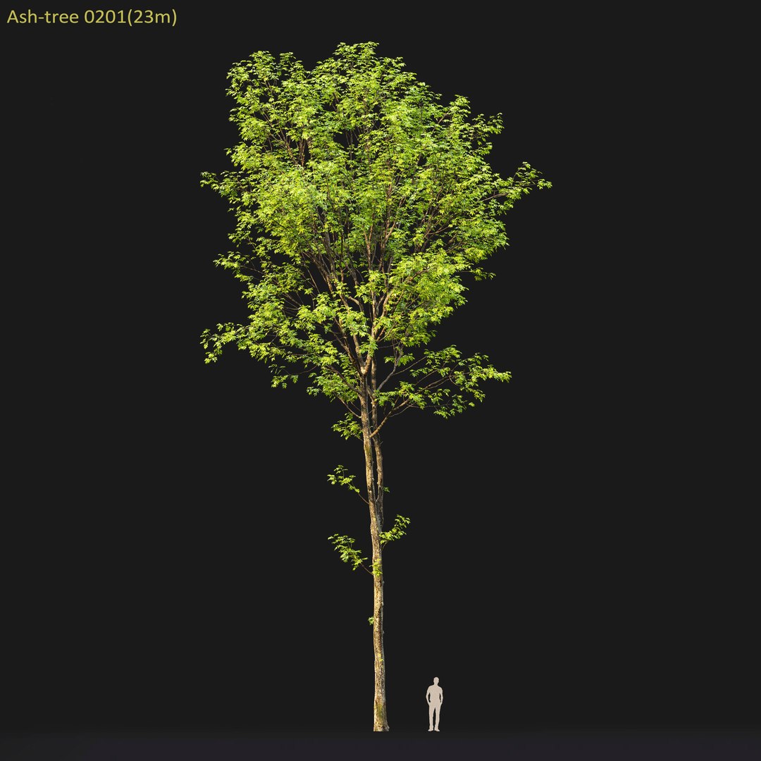 Trees Park 1 Ash-tree 3D Model - TurboSquid 1570977