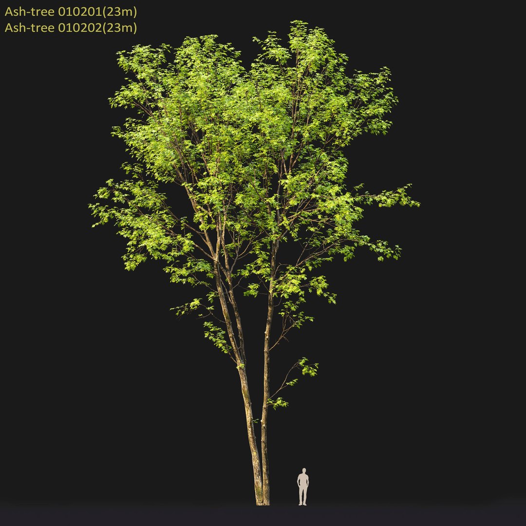 Trees Park 1 Ash-tree 3D Model - TurboSquid 1570977