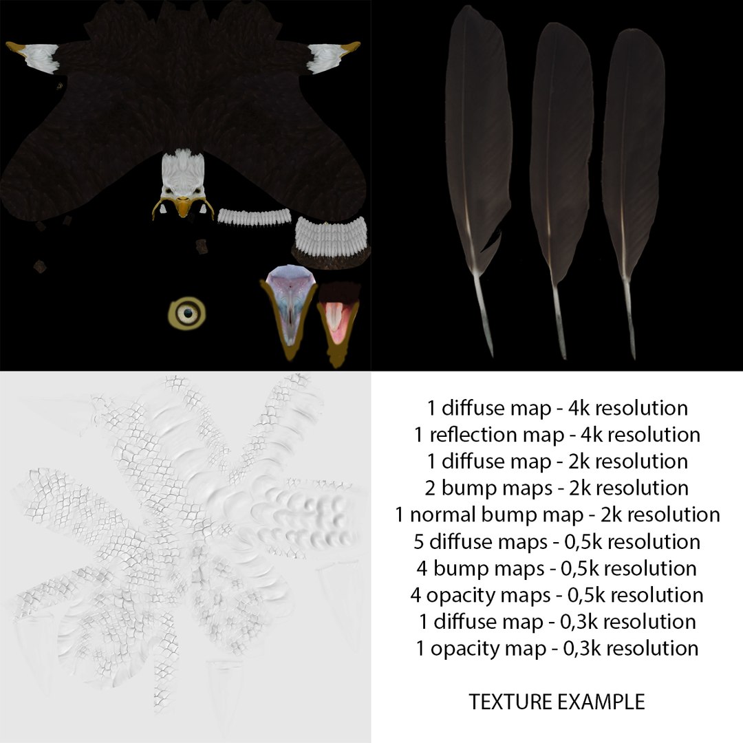 3ds Max Bald Eagle Rigged