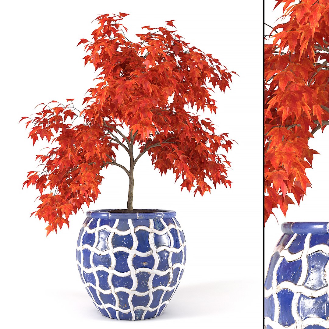3D Maple Tree Model - TurboSquid 1215460