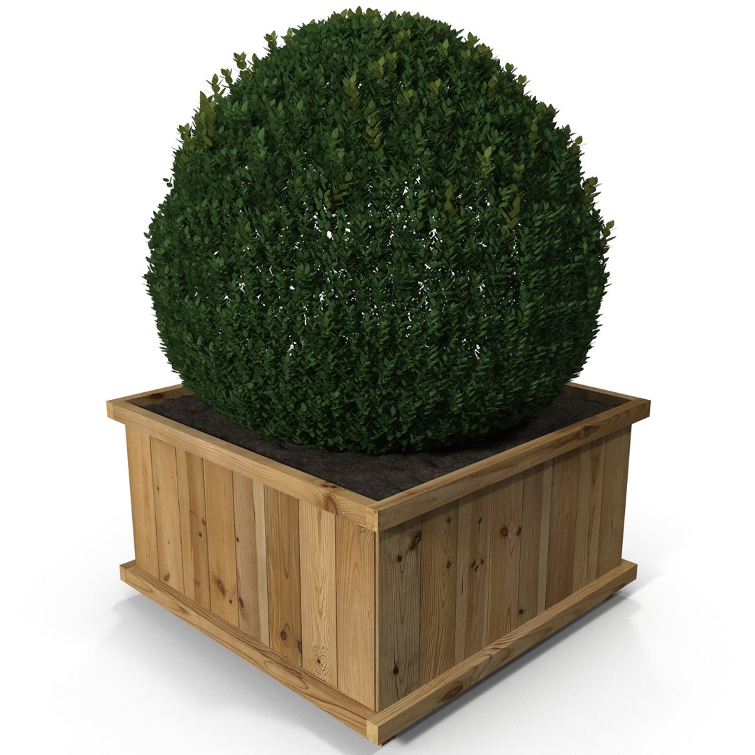 Box Hedge 3d Model