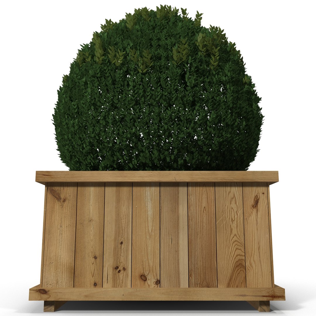 Box Hedge 3d Model