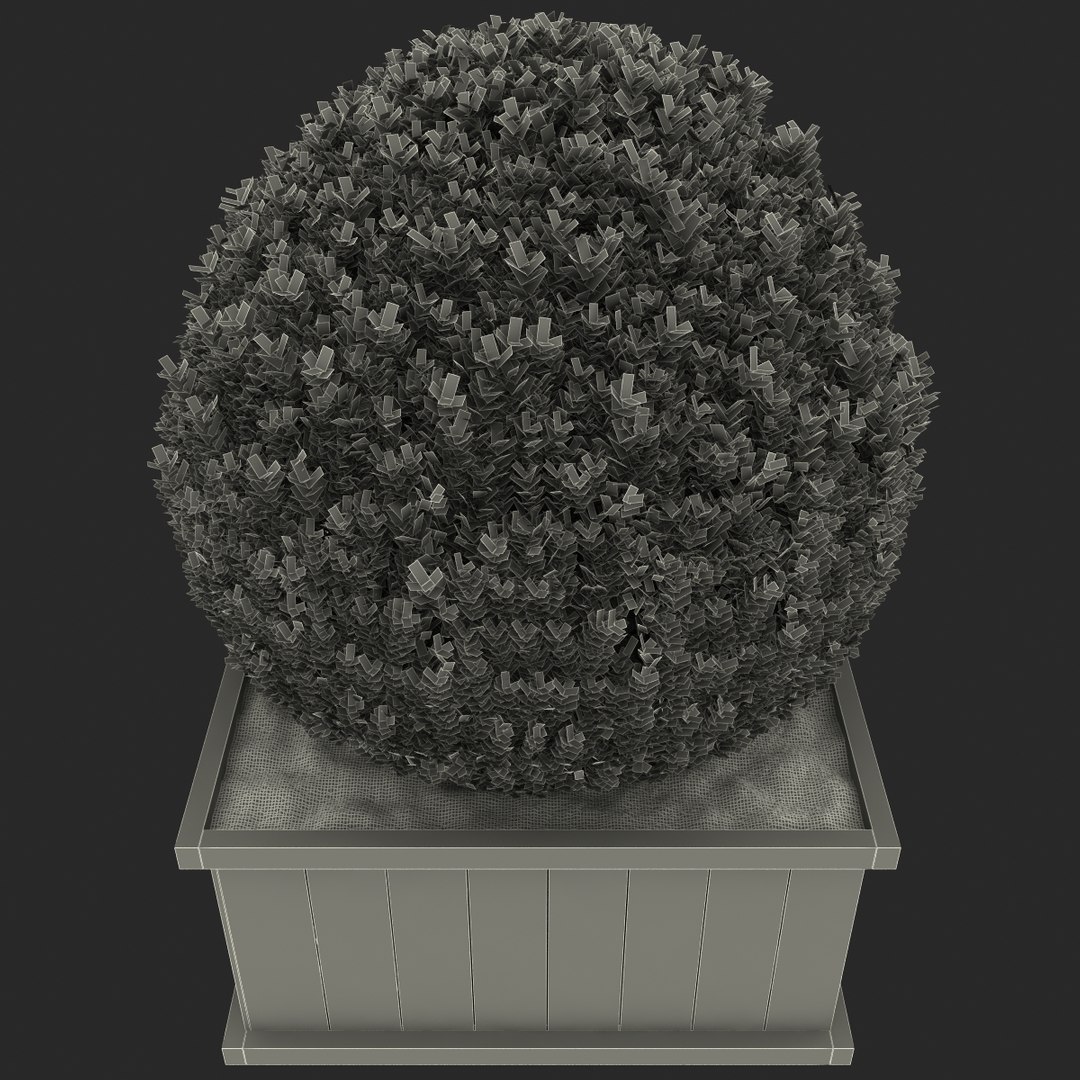 Box Hedge 3d Model