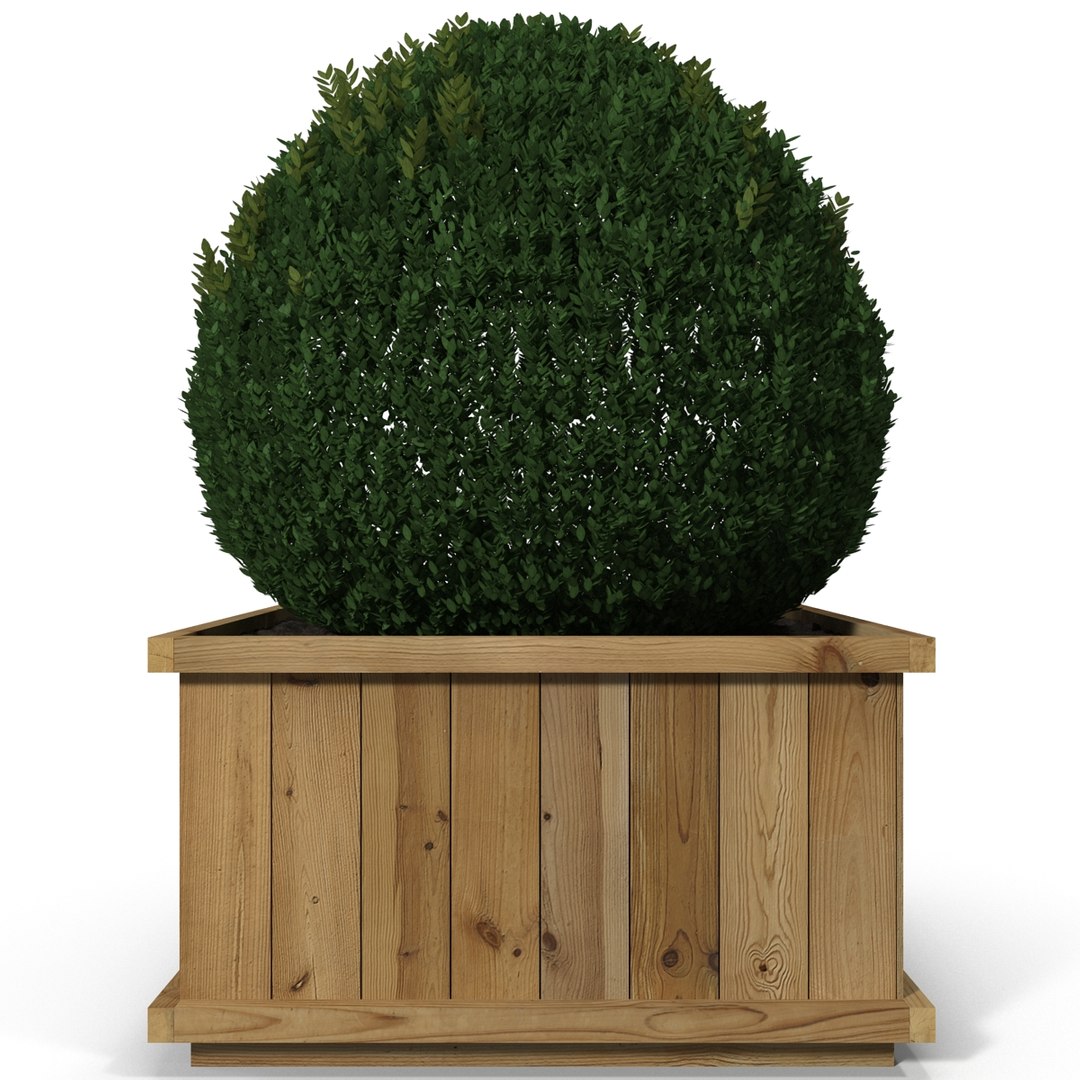Box Hedge 3d Model