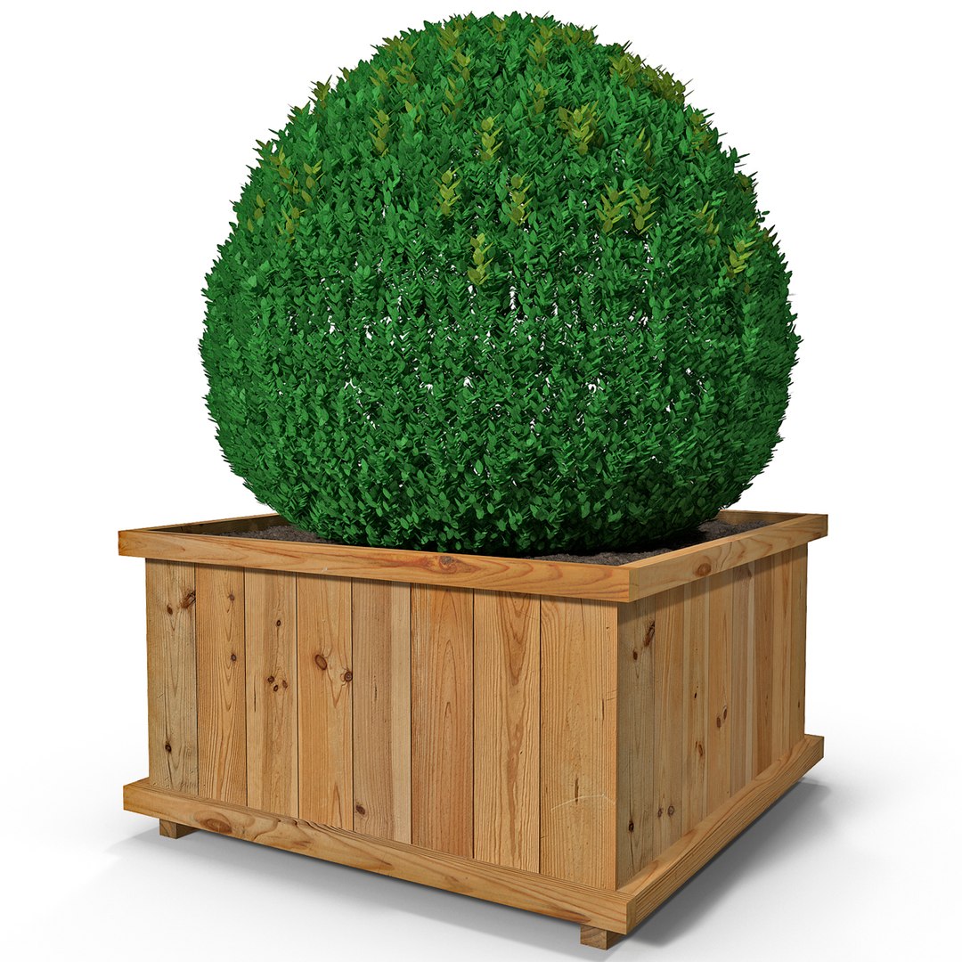 Box Hedge 3d Model