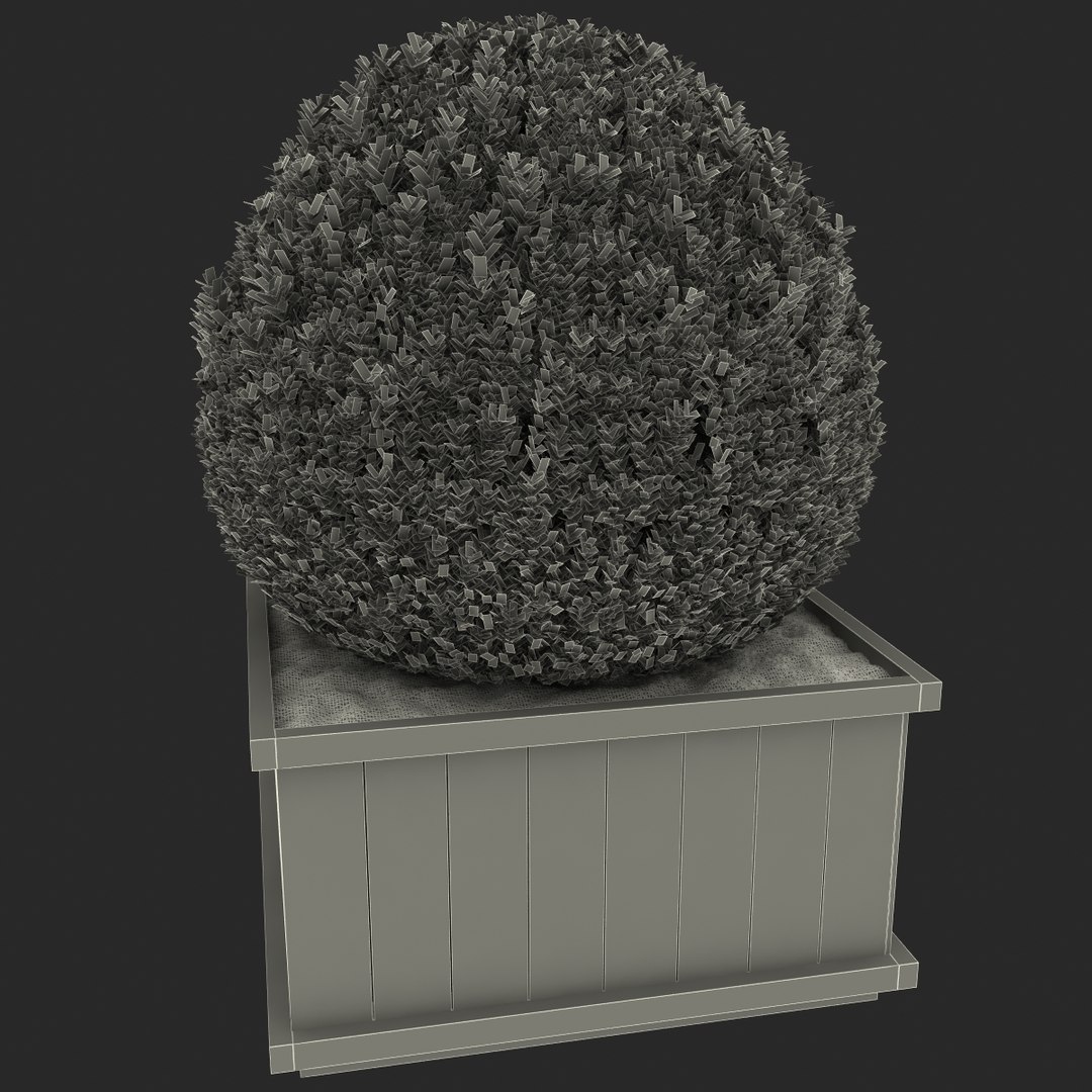 Box Hedge 3d Model