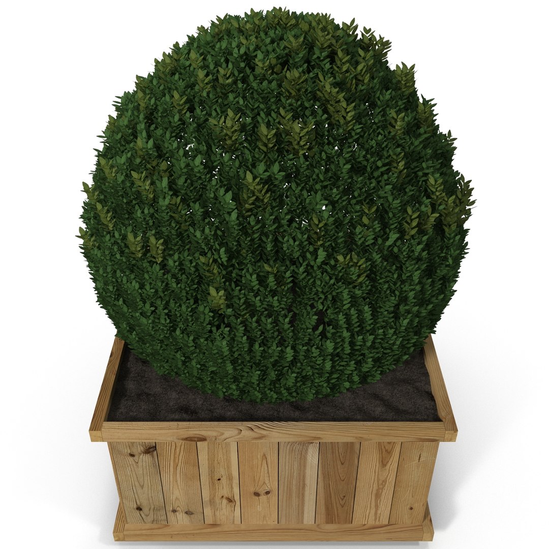 Box Hedge 3d Model