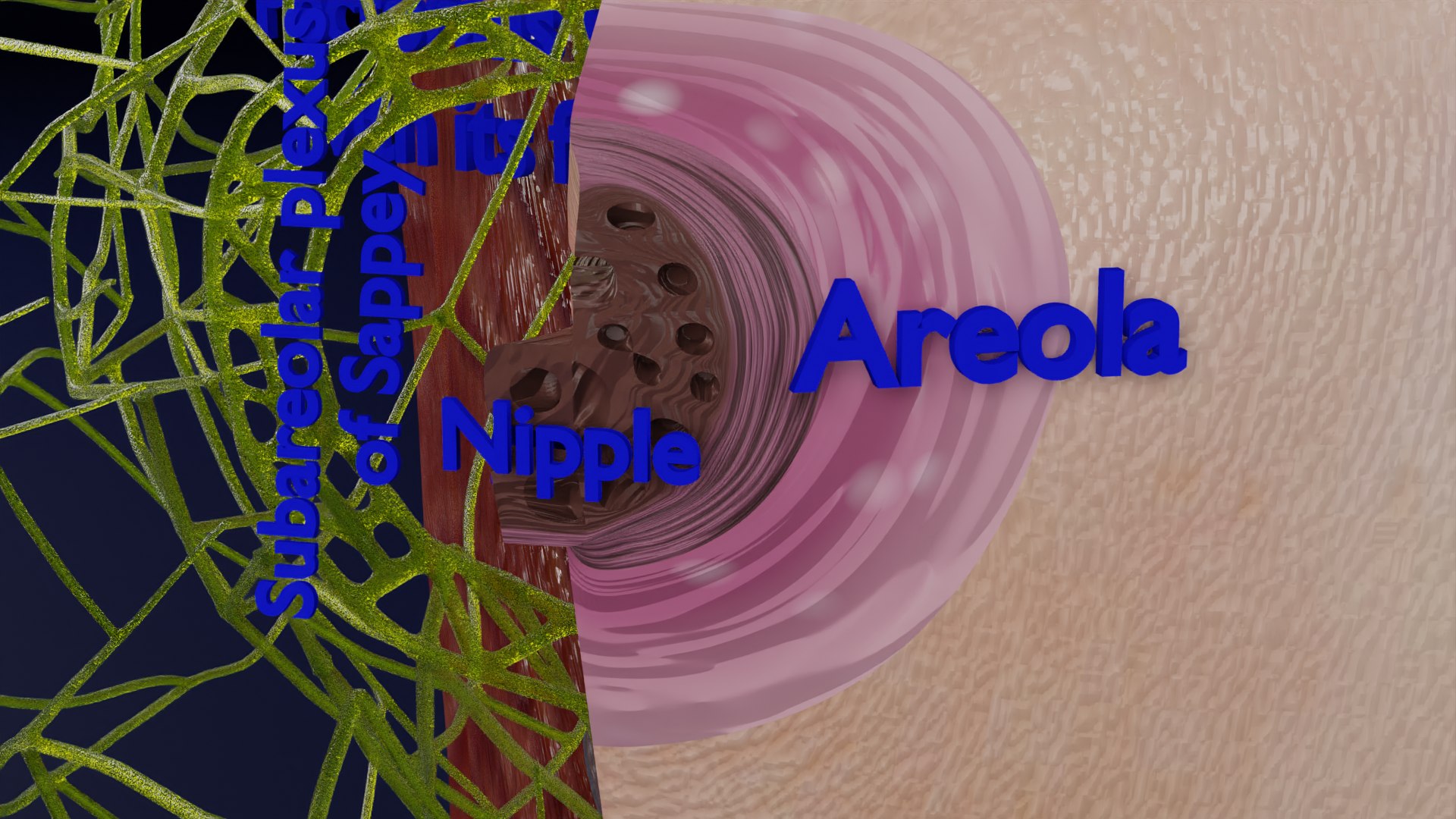 Breast lymphatic drainage precise scale labelledatomy histology 3D ...