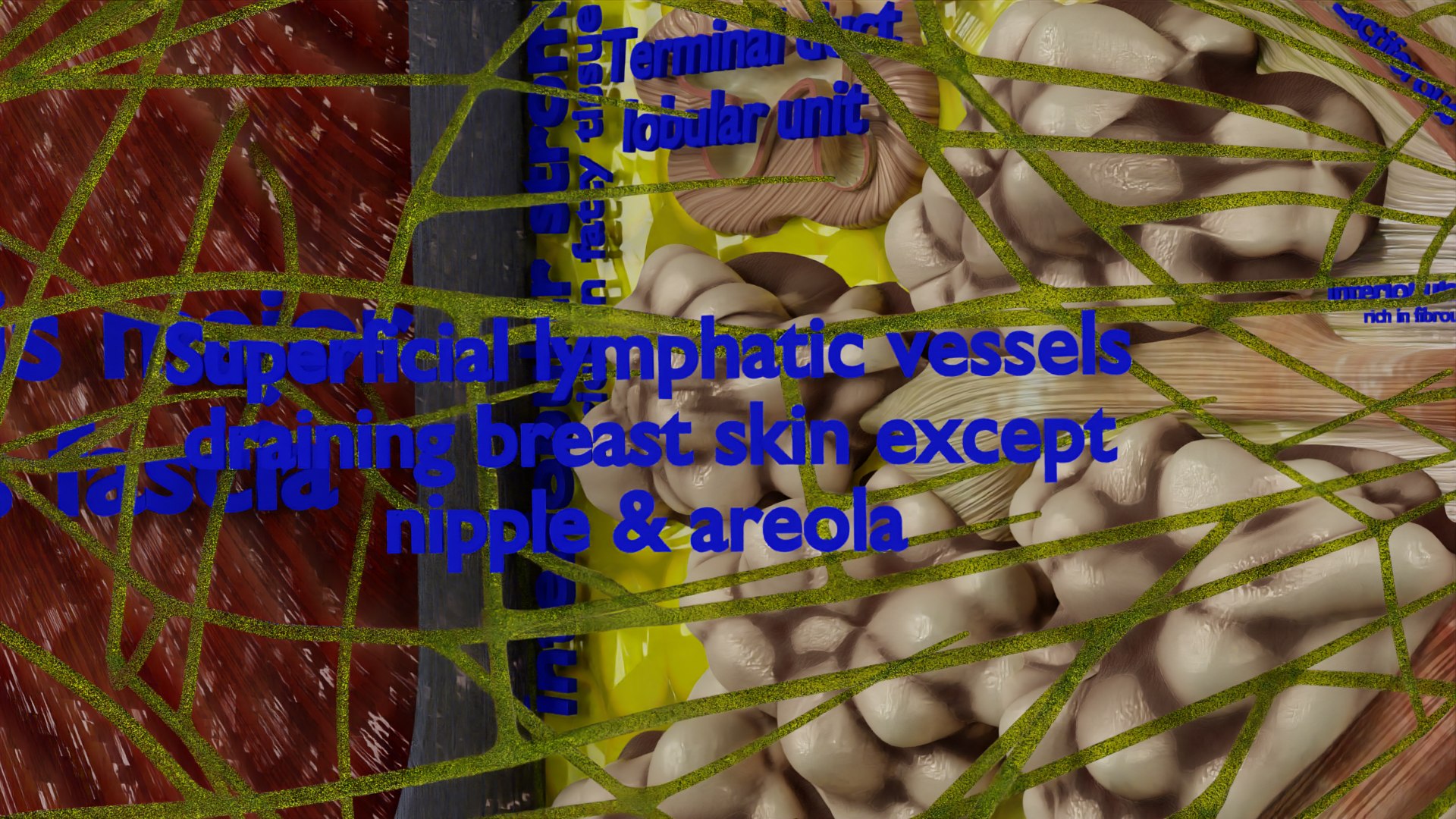 Breast lymphatic drainage precise scale labelledatomy histology 3D ...